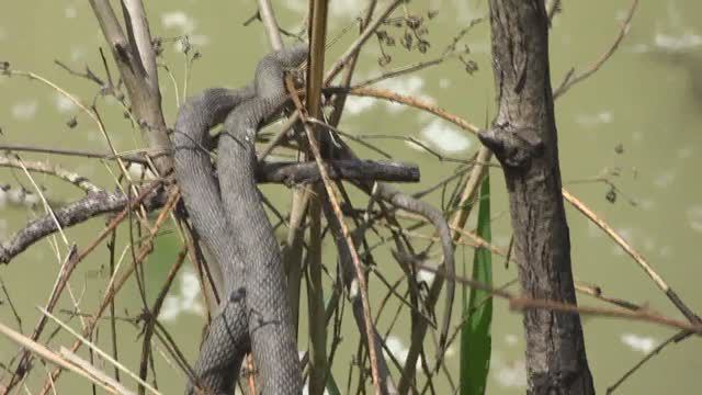Водяной уж на ветке