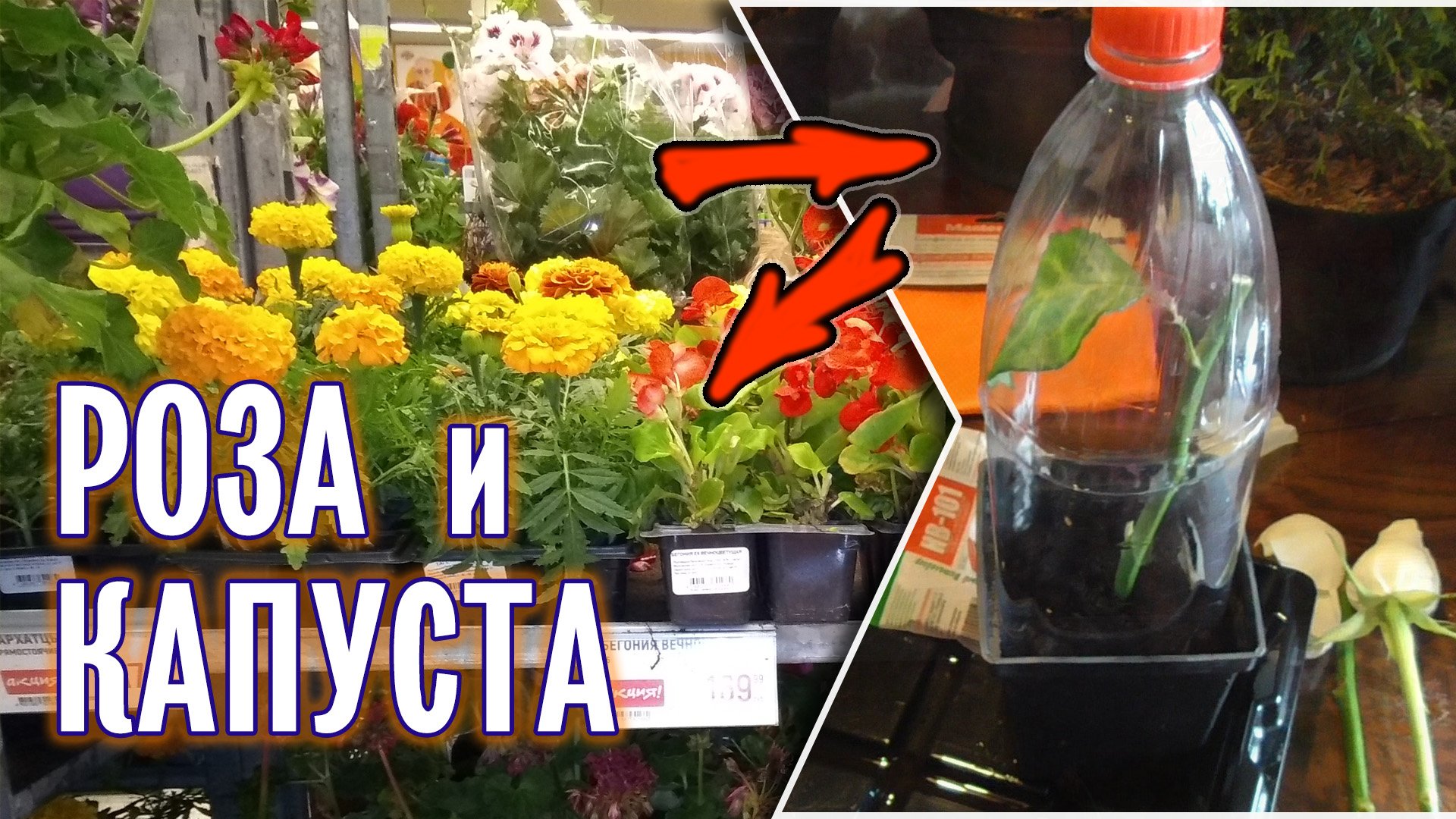 Черенкование розы и рассада капусты пока плохая погода на даче