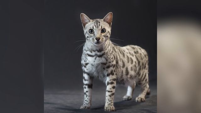Бенгальская кошка: история происхождения породы