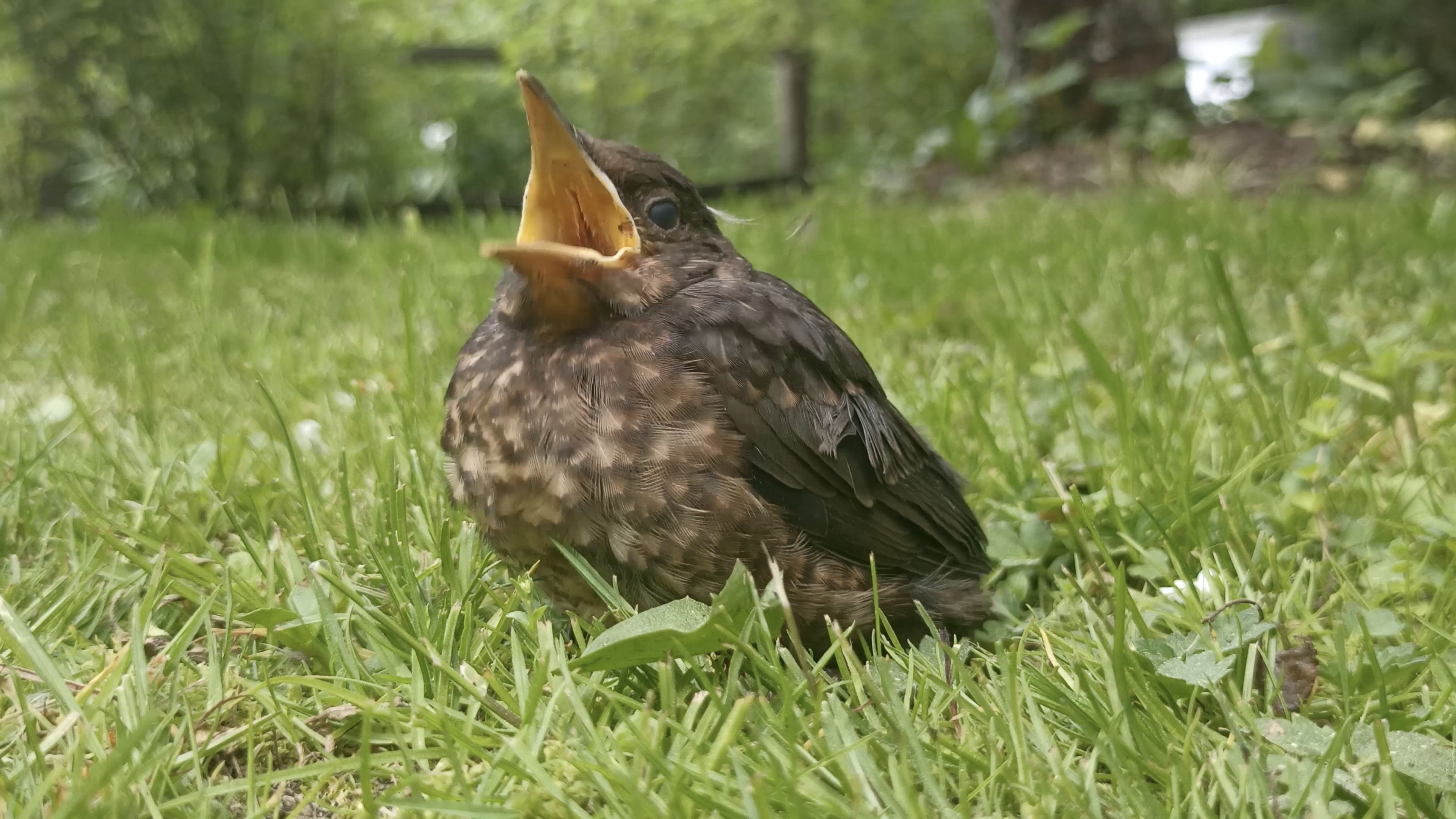 Слёток дрозда