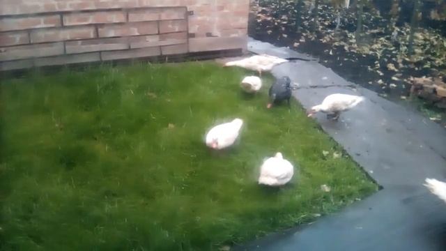 Моя живая газонокосилка, естественный удобритель органикой и уборщик опавшей листвы ))