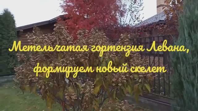 Обрезка метельчатой гортензии Левана