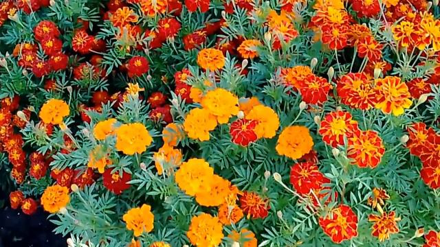 Устали глаза - посмотри на зелень! 😊🌿☘️🍀