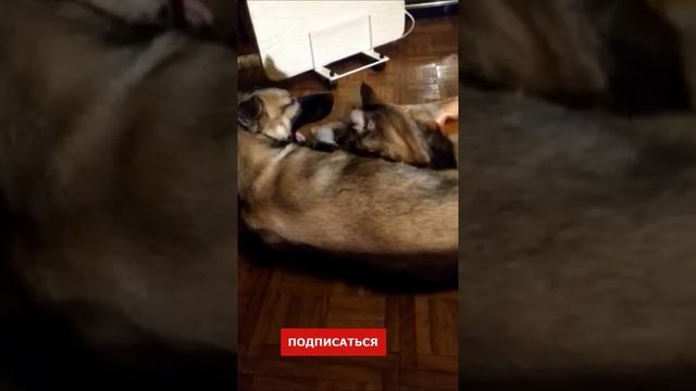 Смешные животные | Любить или Покусать_))#shorts