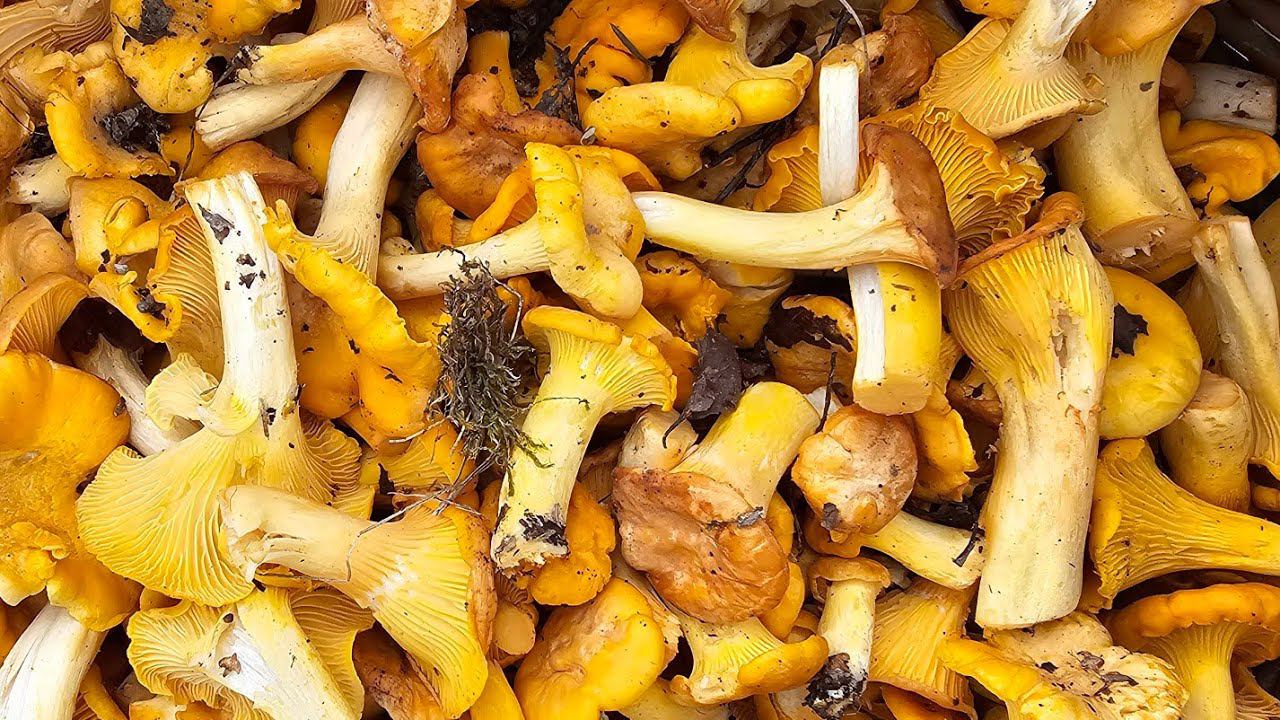 В Рязани ГРИБЫ С ГЛАЗАМИ! Полная корзина грибов! Лисички