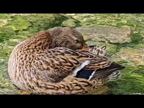 Как надо умываться по утрам. Мастер-класс молодой утки