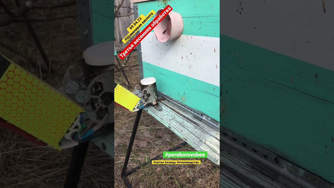 Третья обработка от клеща #pereborovobee #bee #пчеловод #мёд #пасека #varroa #весна
