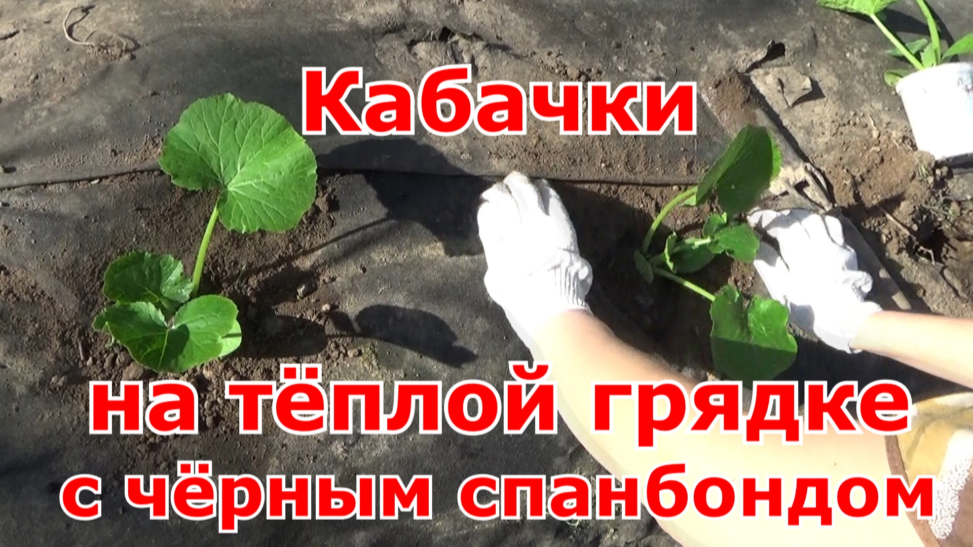 Высадка кабачков на теплую грядку с черным спанбондом. Посадил -  и о прополке, рыхлении забыл!!!