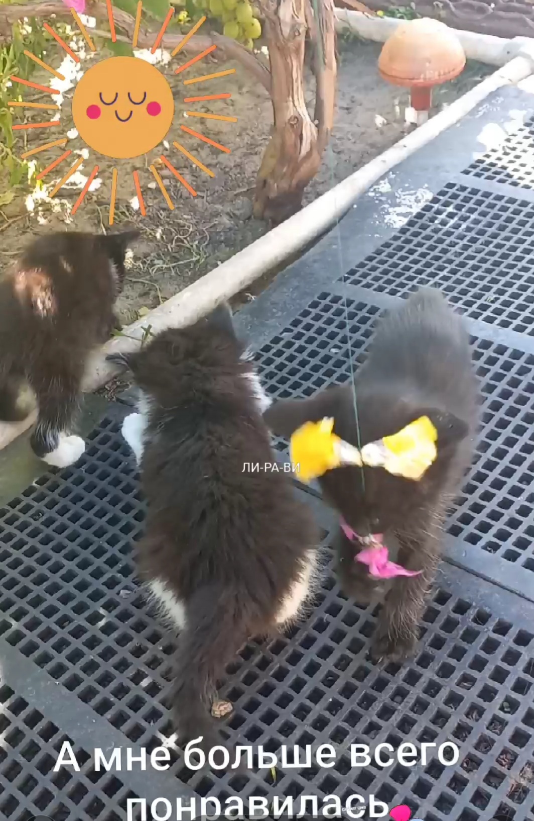 Котята играют.