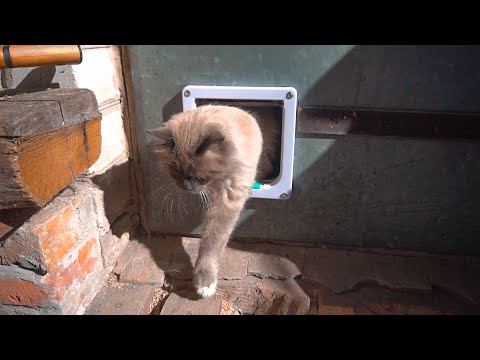 Котоход. Дверца для котов