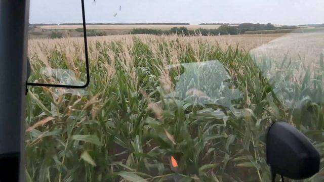 CLAAS JAGUAR 950 кукурузу на силос!