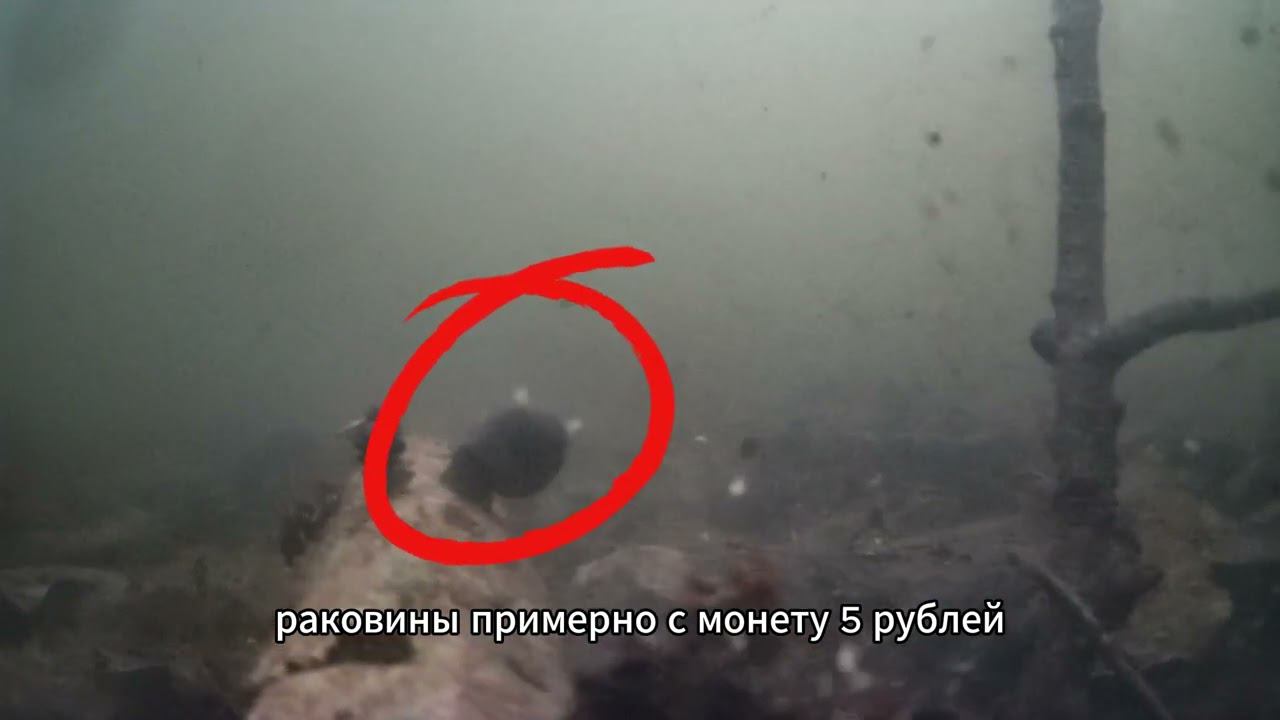 Подводный дрон в пруду Рубаха Наполеона в Шуваловском парке города Санкт-Петербург