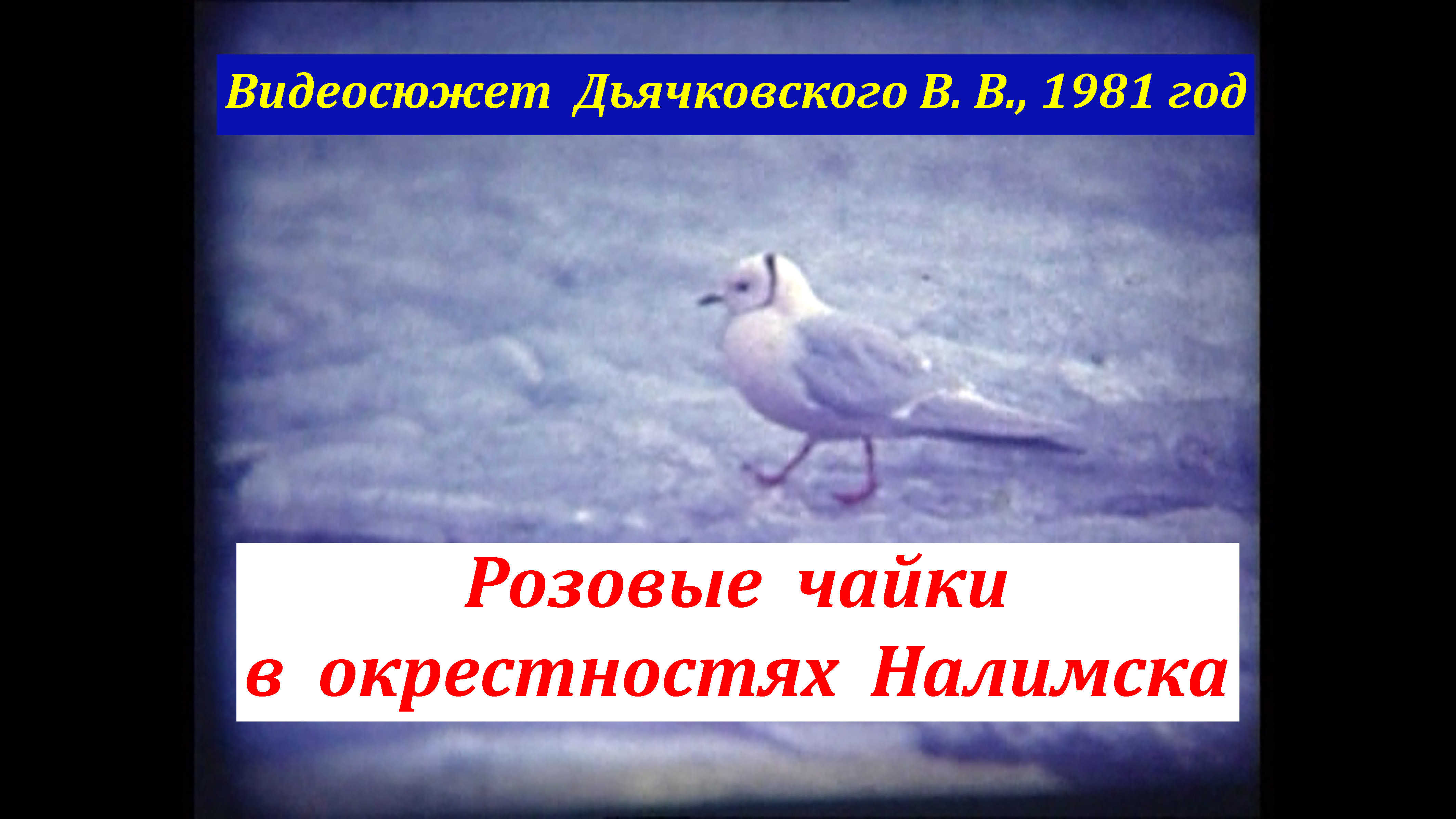 Розовые чайки (1981)