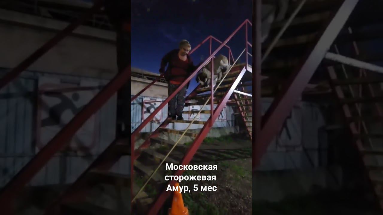 Амур, 5 мес. (лестница)