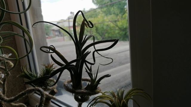 Тилландсия Капут Медуза растит детку