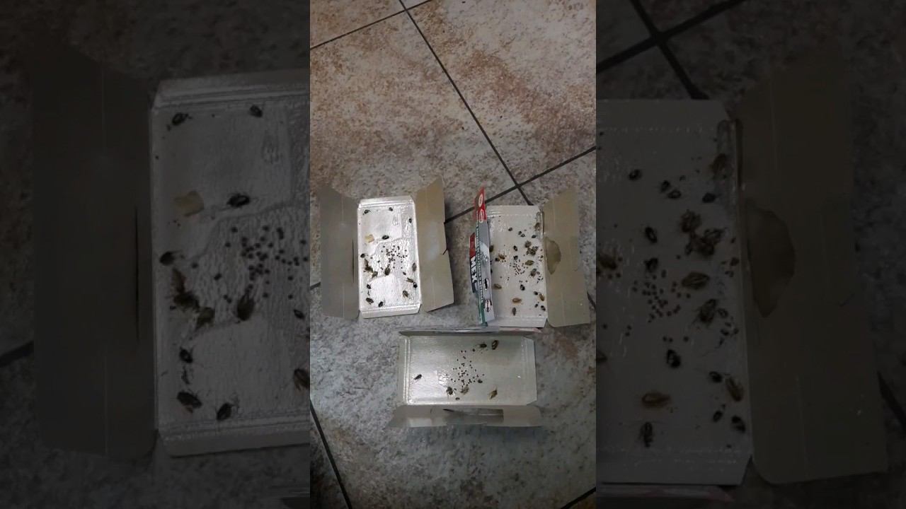 Клеевые ловушки от тараканов|Подпиши| #тараканы #тараканывквартире