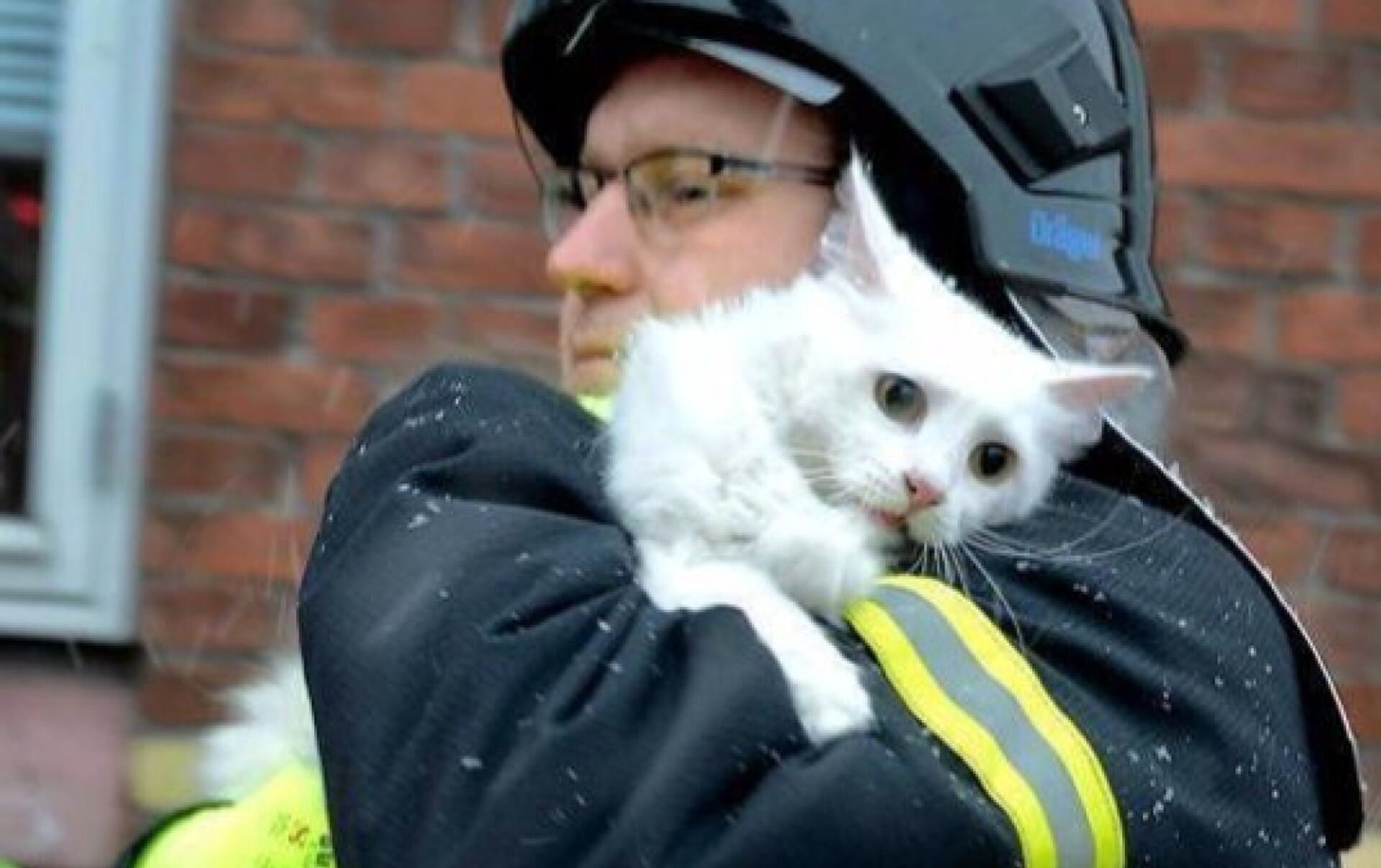Артур Багинский - Кот и Да Винчи
