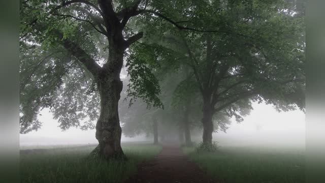 Ніна Гнатюк. «Дуби» (1972). Читає Ярослав Годований