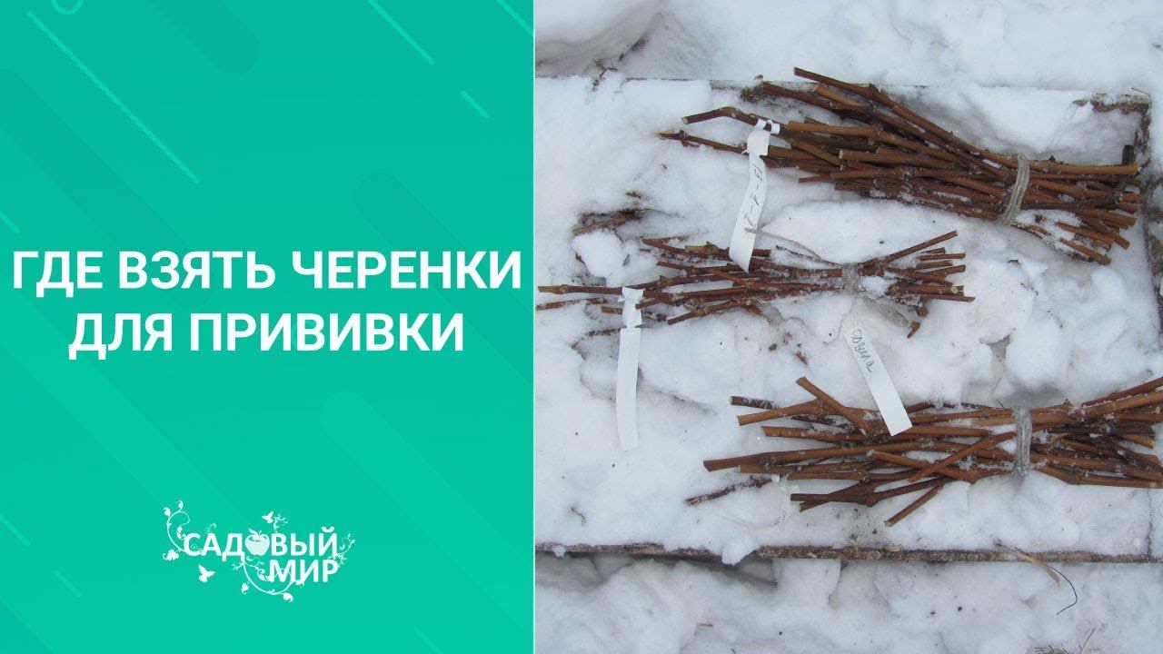 Где взять черенки для прививки