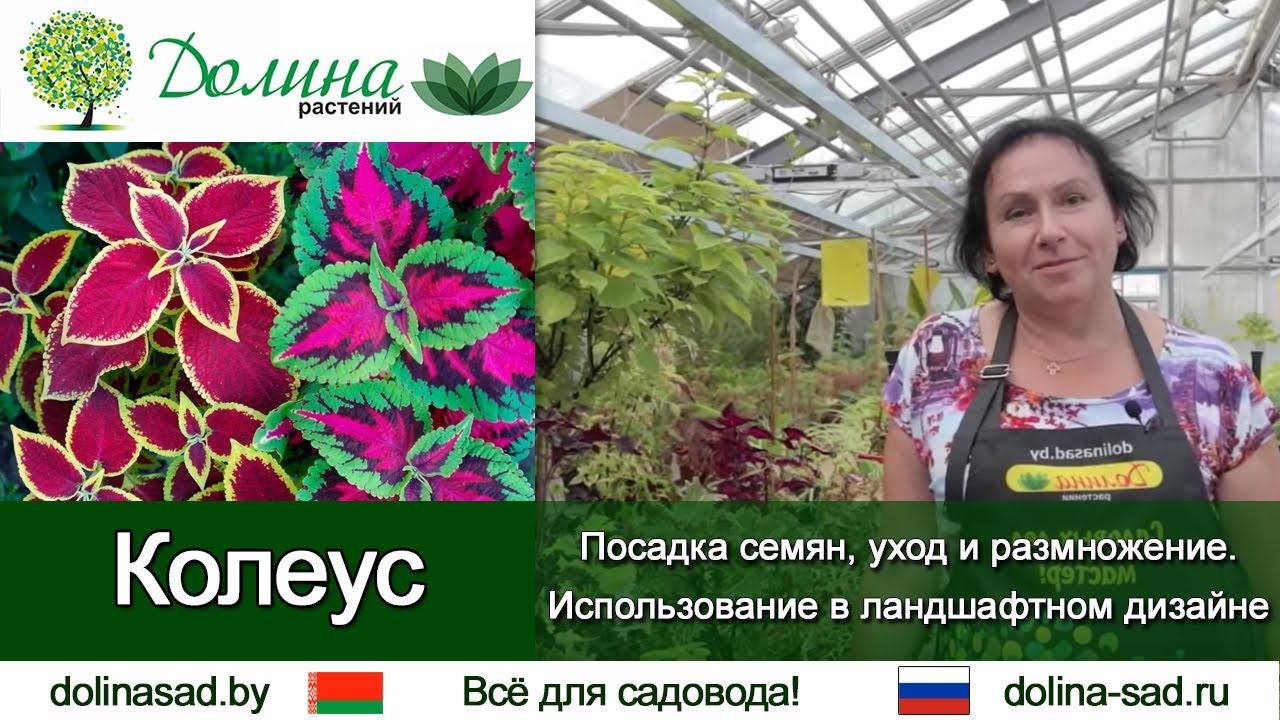 КОЛЕУС от посадки до размножения. Использование в ландшафтном дизайне. Комнатные растения из семян?