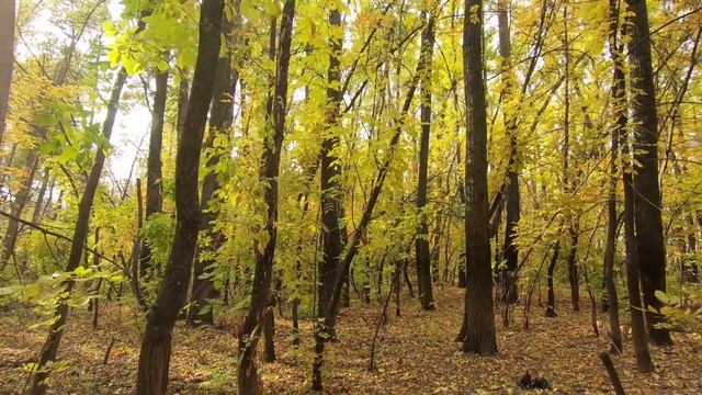 Золотая осень в 2,7к 60fps. Краски осени. Осенняя листва. Релакс-видео.