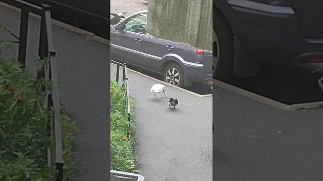 Чайка отжала крысу у шайки сорок