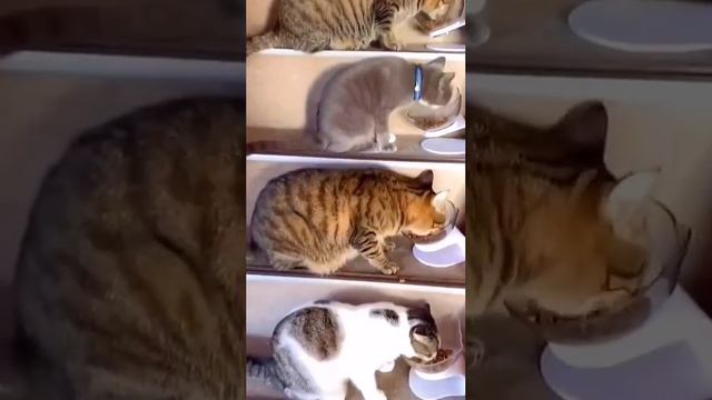 Голодная лестница