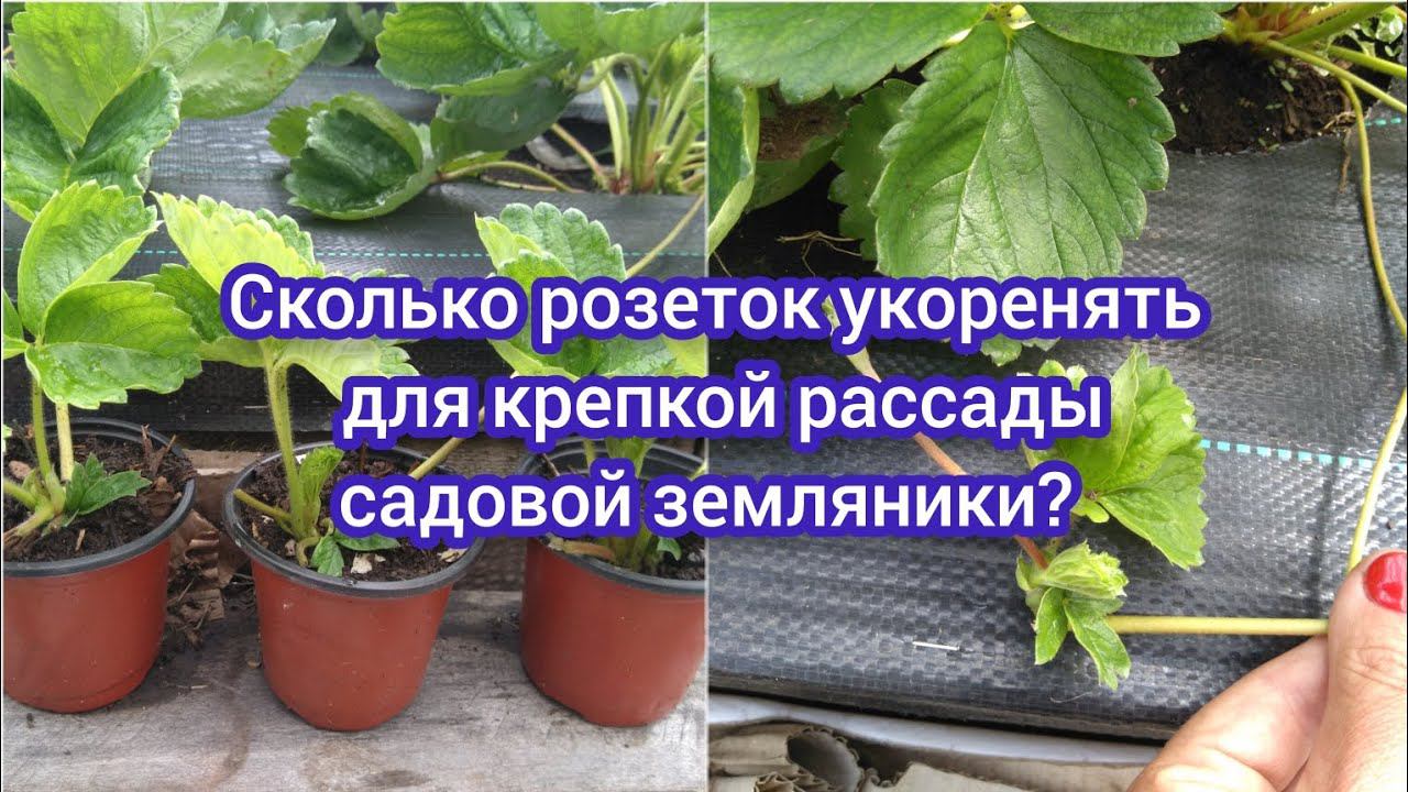Сколько розеток укоренять для крепкой рассады садовой земляники?