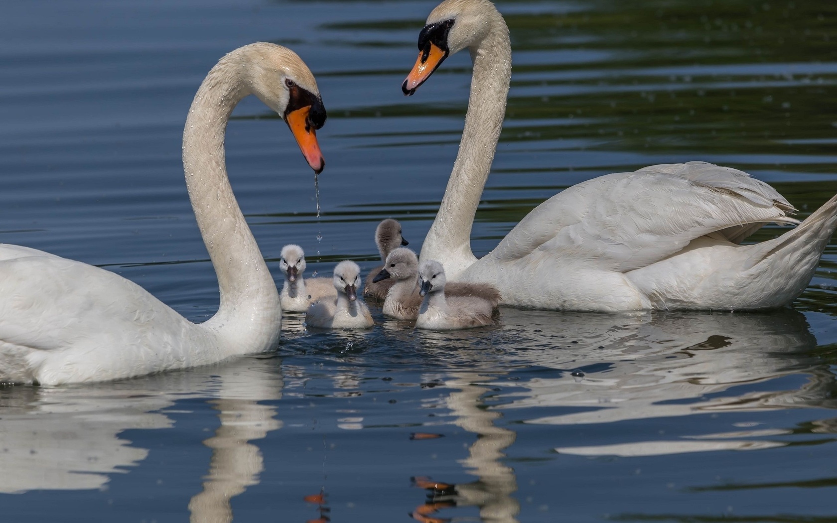 Лебеди -белоснежные грациозные птицы, символ чистоты и верности.