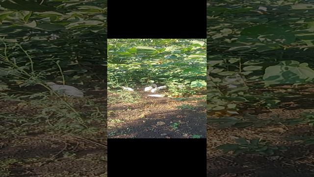 цесарки и венгерский великан