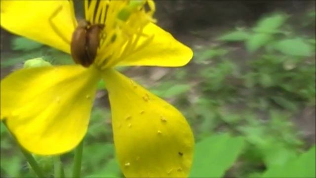 Звук не накладывал, само так получилось.