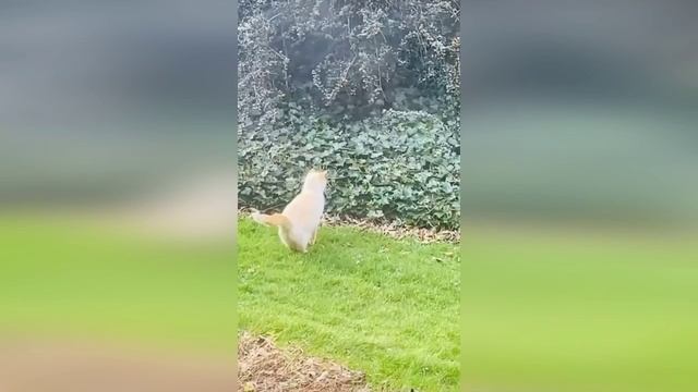 Самые смешные животные / Приколы с котами и собаками(# 61)#Shorts