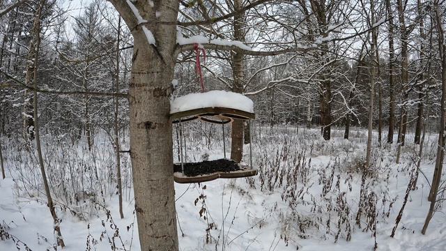 Санкт-Петербург Синицы в парке Александрино 04 12 2023