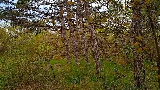 Прогулка 18.04.24. Апрельские краски