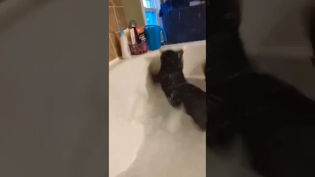 Нападение коварной воды