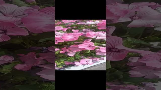 ❗Немного лета и цветов❗ #nature #video #shortsvideo #shortvideo #природа #shorts #short #цветы