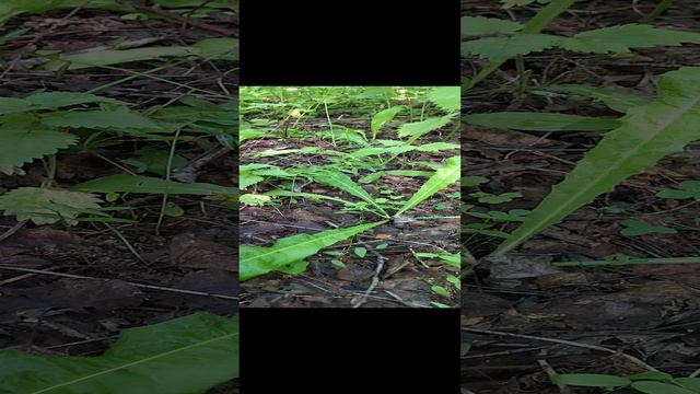 подосиновики