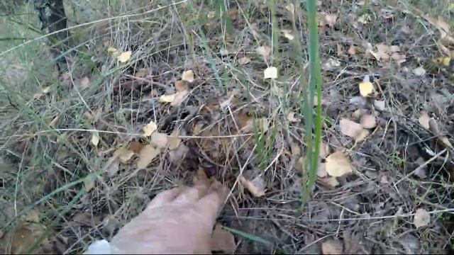 Грибы_ белые, маслята и др. Воронежская область 25.09.2021