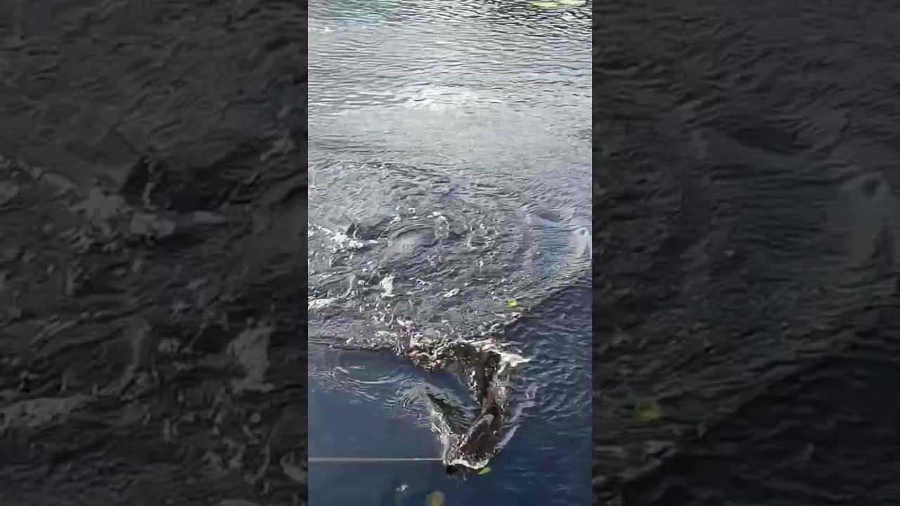 Точно не ЯЗЬ!