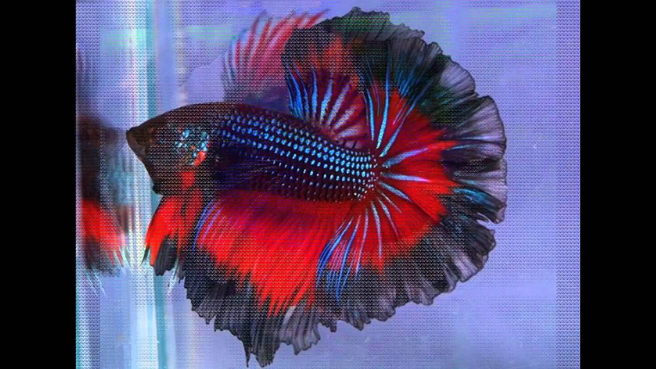 Петушок HalfMoon - описание вида. Ответы на вопросы подписчиков