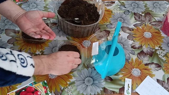 Как посадить помидоры на рассаду в домашних условиях