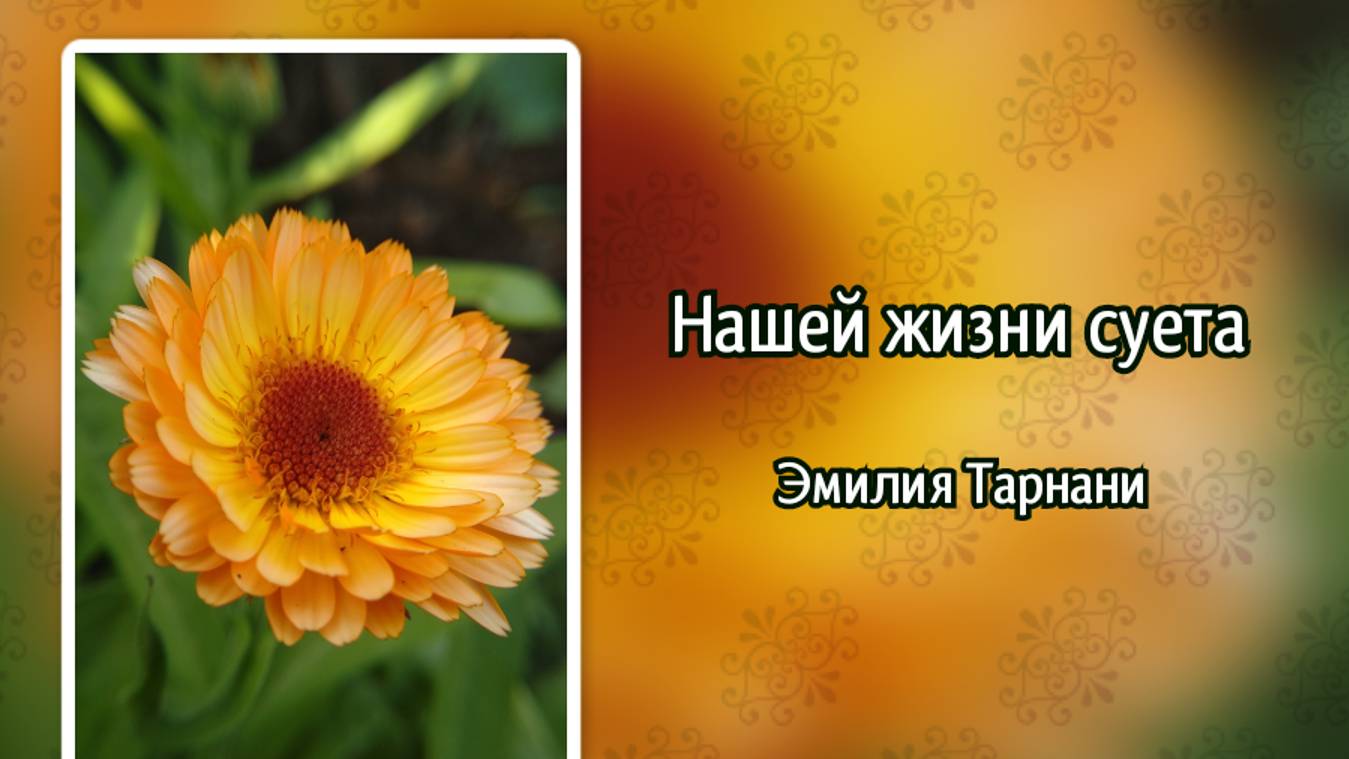 Нашей жизни суета (+)