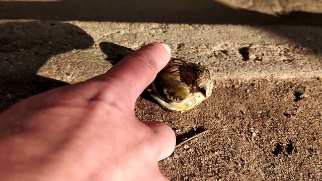 Пьяный чиж Аркадий