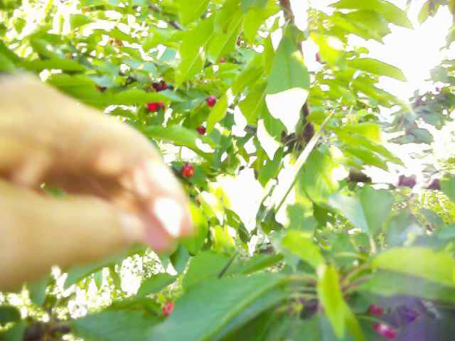 ПЕРЕПРИВИВКА СТАРЫХ ДЕРЕВЬЕВ ЧЕРЕШНИ. Это возможно