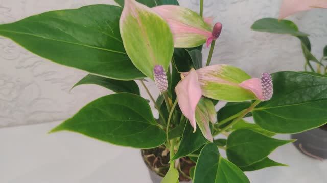 Цветы Вместе - Антуриум Нано Свит Anthurium Nano Sweet 9/25