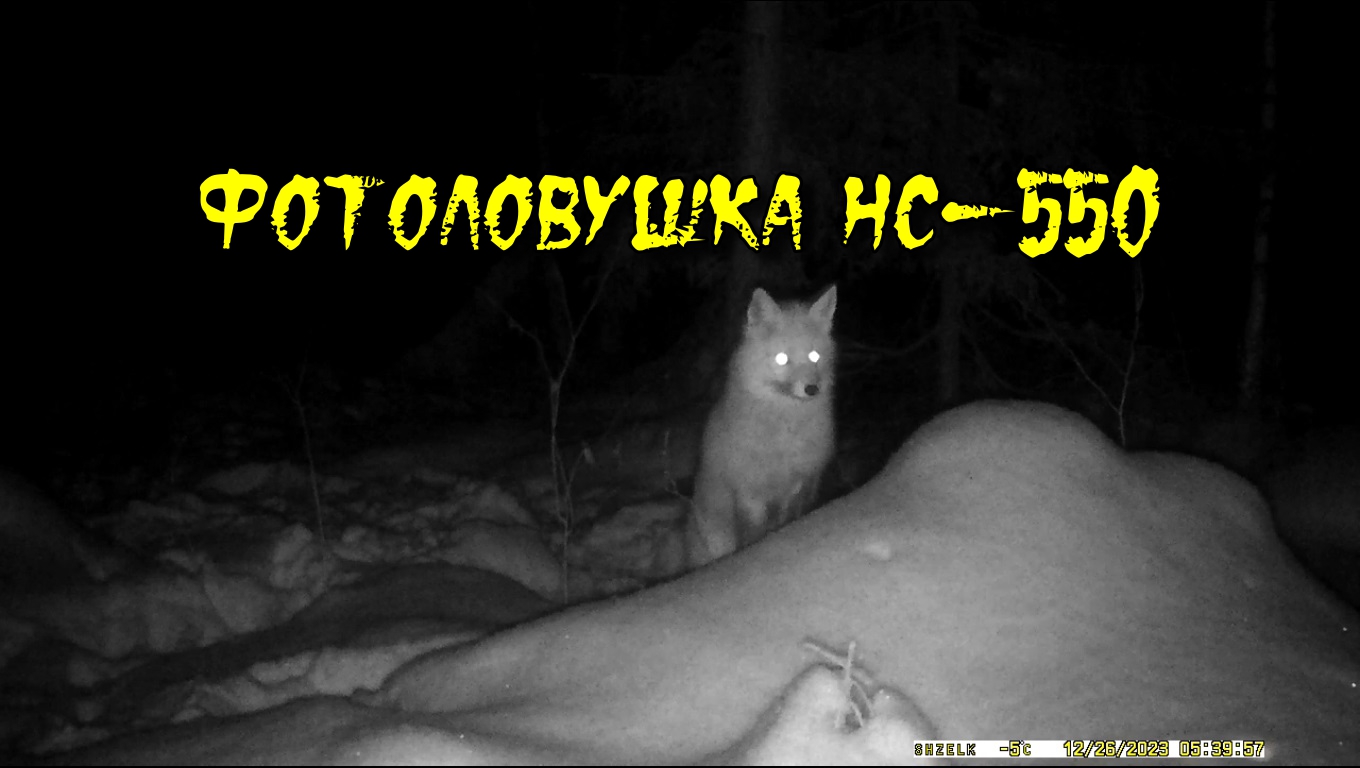 Фотоловушка HC-550. Подарки для рыжей