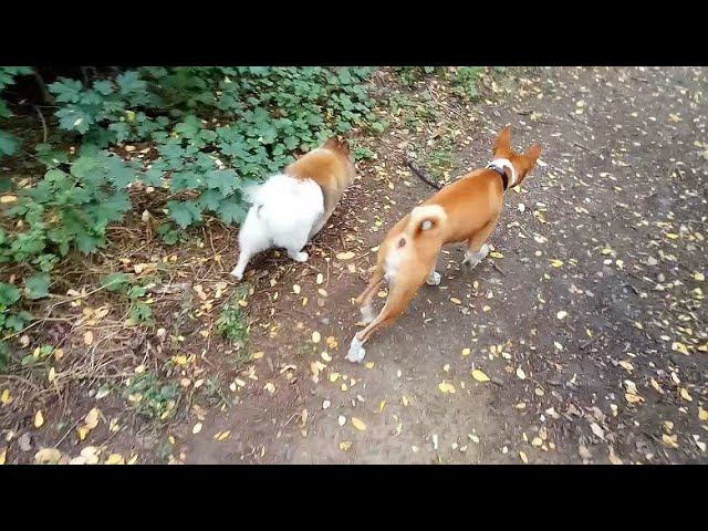 Две диванные собаки захватили дикий лес  Лео & Джоли