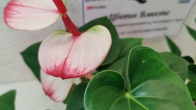 Цветы Вместе - Сравнение сортов Антуриумов ?Карма Хотлипс и Карма Нанолипс ?