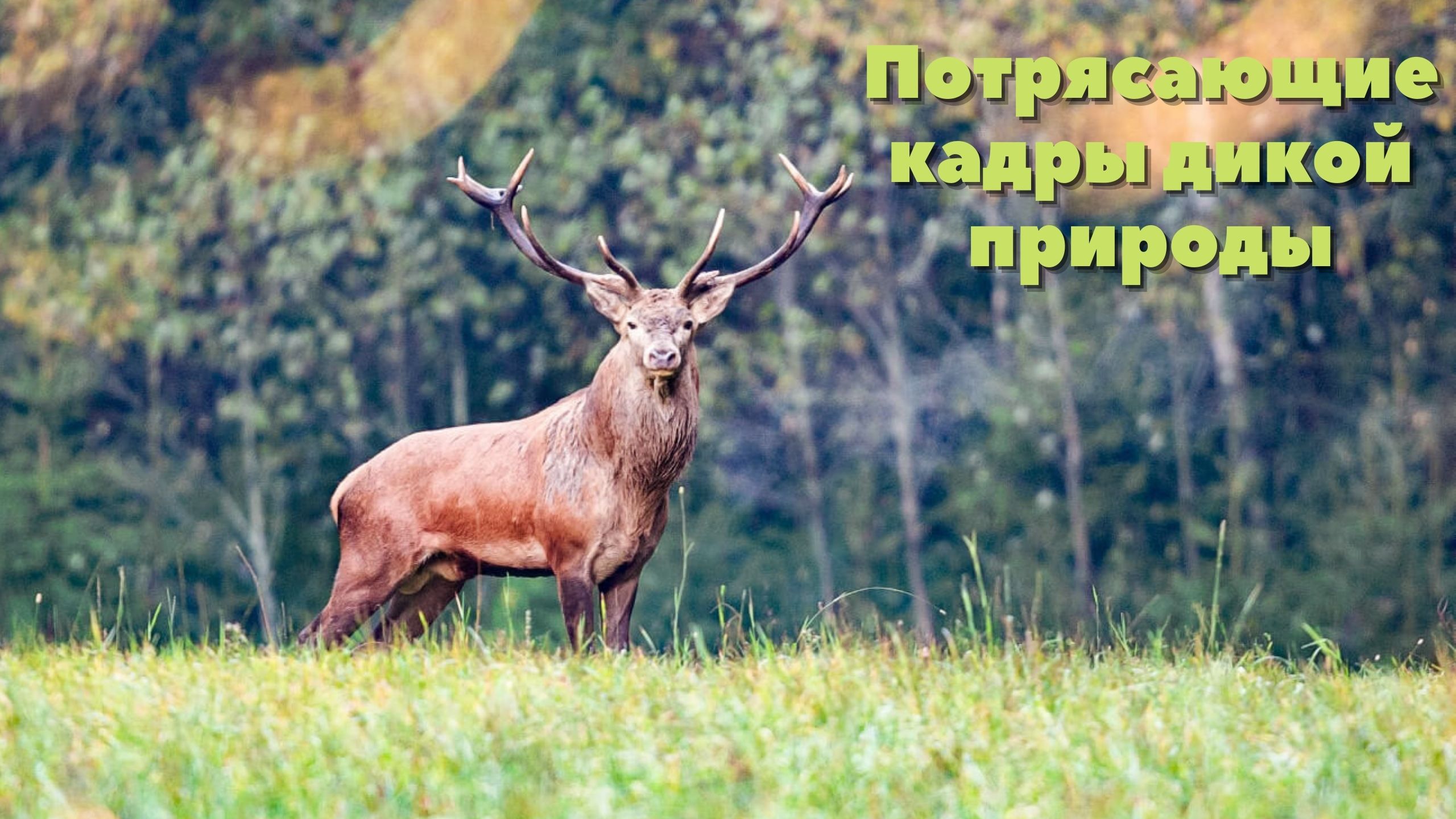 Потрясающие кадры дикой природы - Расслабляющая Окружающая природа - Редкое и Красочное Видео