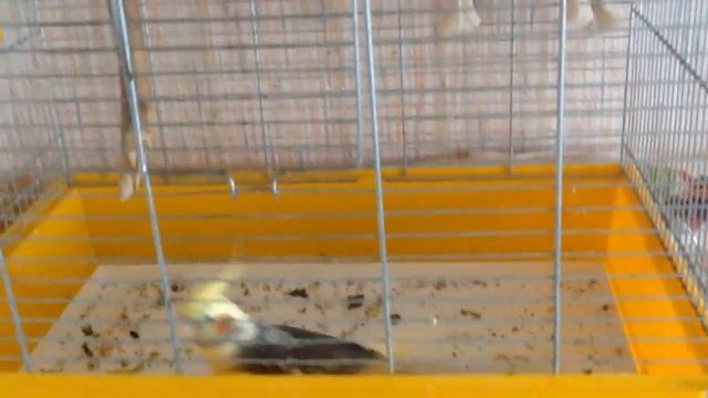 Птенцы возраст 1 и 2 дня. Беспокойное поведение кореллы перед снесением яйца. Разведение 2-сезон